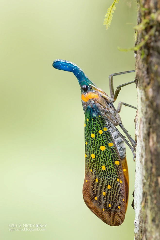摄影师Nicky Bay的创意昆虫显微摄影|新鲜创意图志-花瓣网