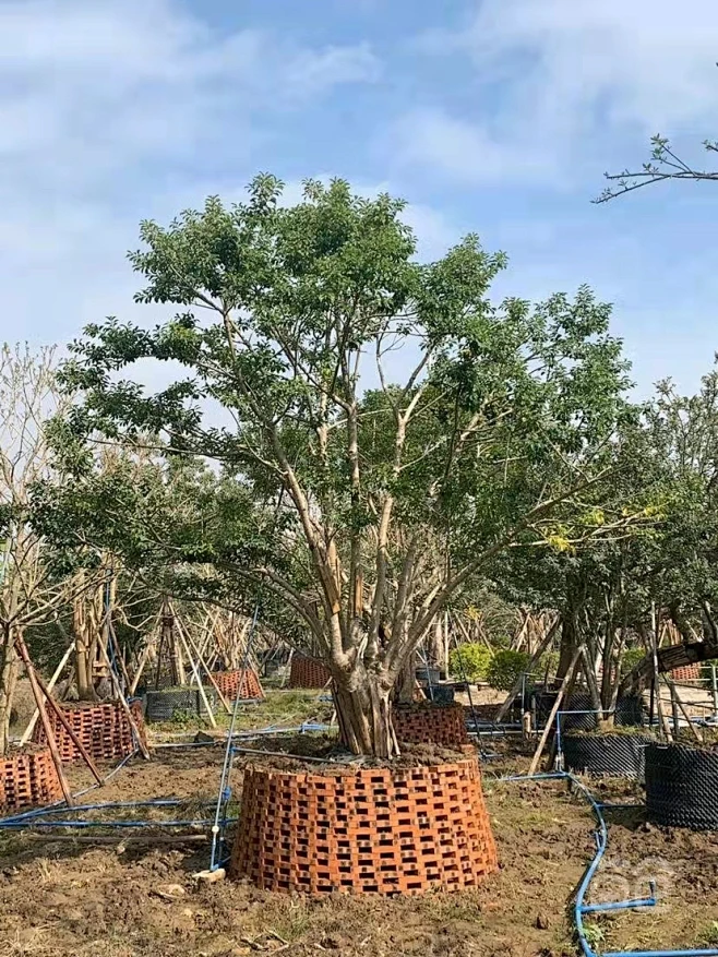 D-铁冬青(丛生) (3)-花瓣网