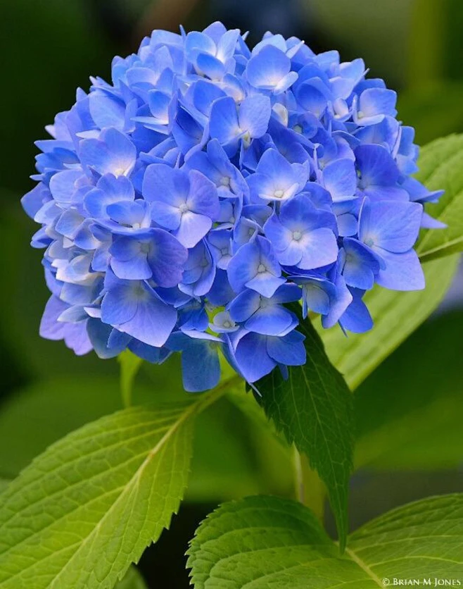 绣球花-花瓣网
