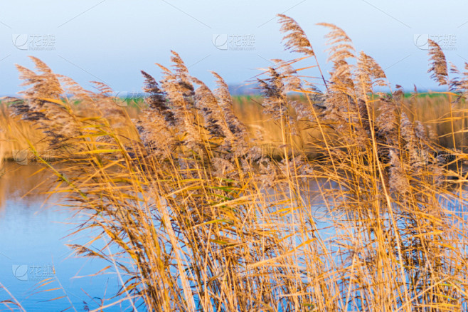 湖,芦苇,自然,褐色,水平画幅,秋天,无人,蓝色,户外,草