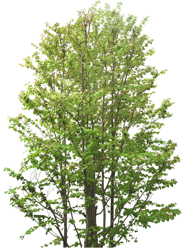 嘉景园林景观的QQ空间 [http://391855404.qzone.qq.com]图片_绿植png图片素材-花瓣网