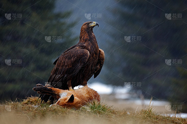 金雕在雨中捕食森林中的红狐