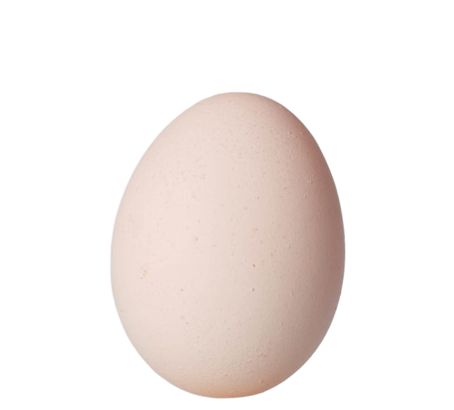 egg