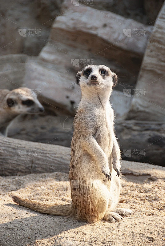 meerket或猫鼬素材-花瓣网