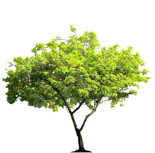 tree PNG-花瓣网