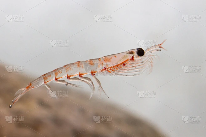 磷虾,南极洲,半空中,水,自然,无脊椎动物,野生动物,水平画幅,冬天,无人素材-花瓣网