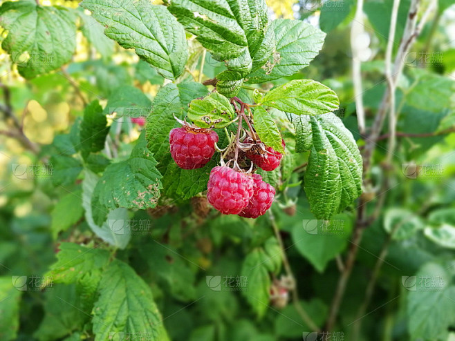 村中灌木上的野树莓