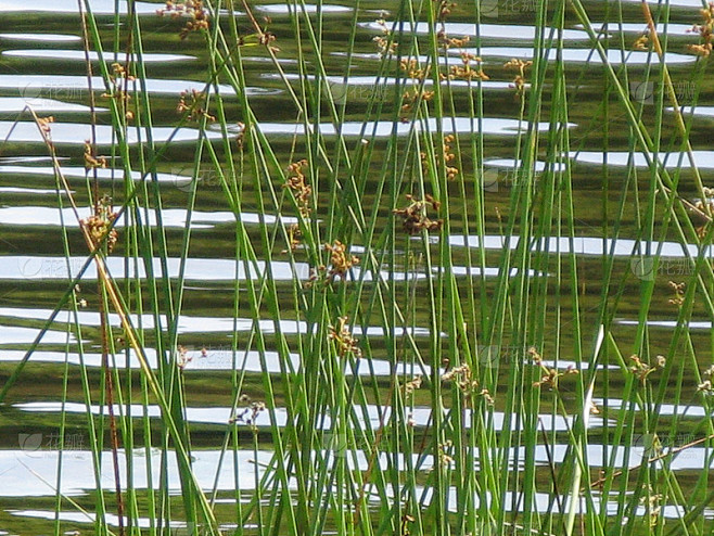 P.Spring绿色专辑