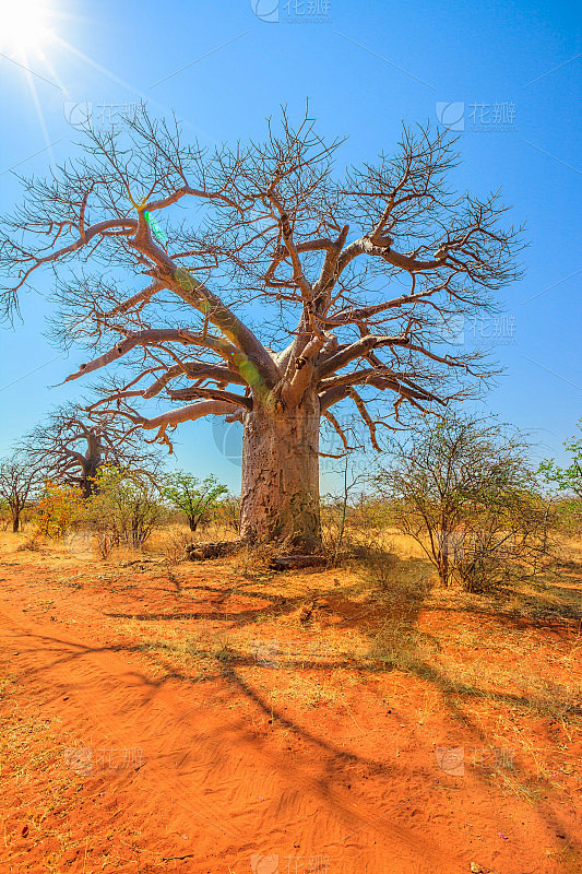 猴面包树树林波波河