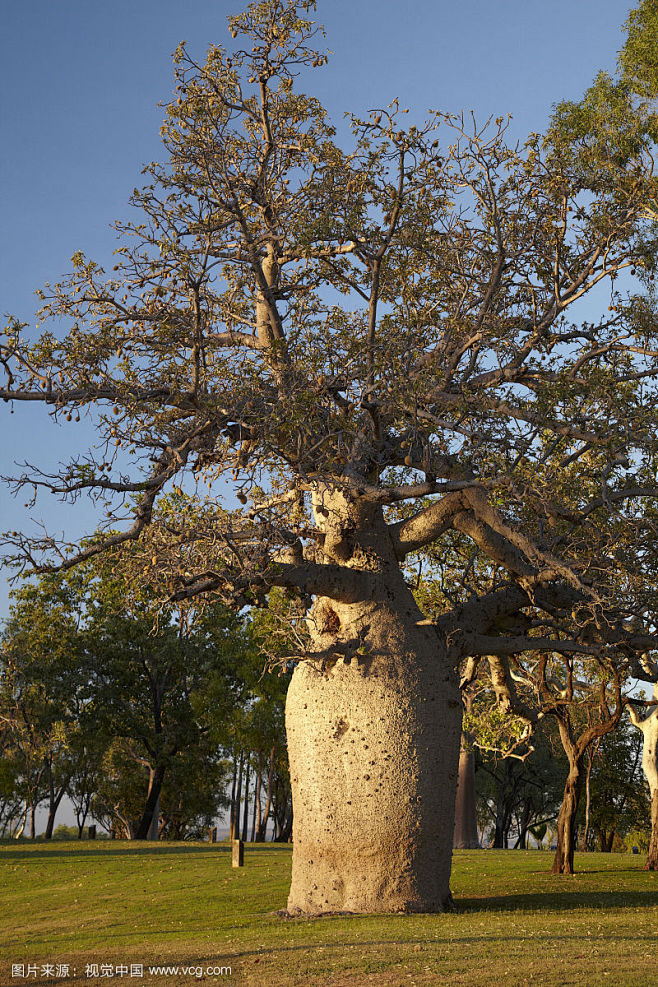 澳洲猴面包树7