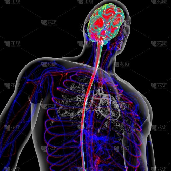 人体大脑解剖的医学概念3D