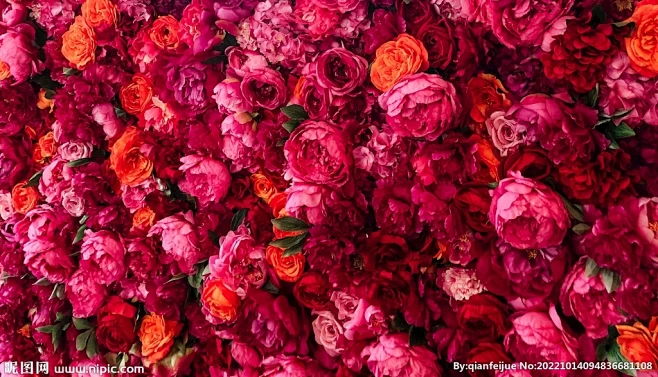 红色花墙-花瓣网