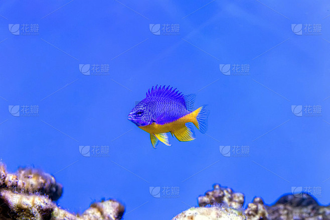 Azure Damselfish (Chrysiptera hemicyanea). Fish of