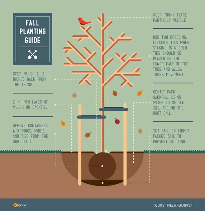 Fall Tree Planting Guide | Visual.ly-花瓣网
