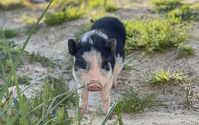 Minipig
