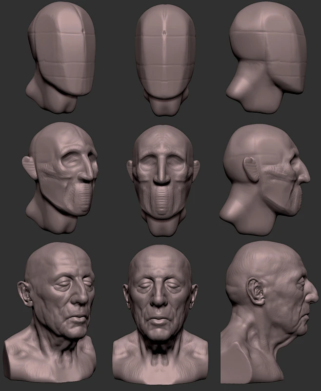 Head - Anatomical/Structural Study-花瓣网