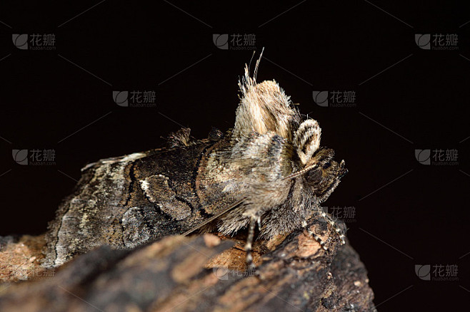 奇观蛾(三分蛾)