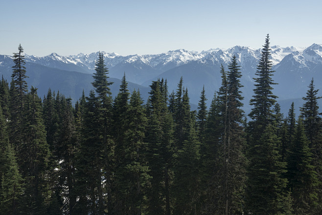 Pinewood Mountains (50)