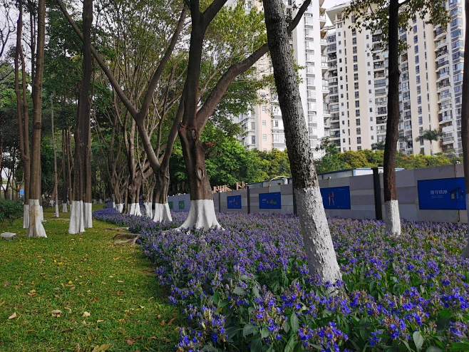 可爱花（3）20230219_1-花瓣网