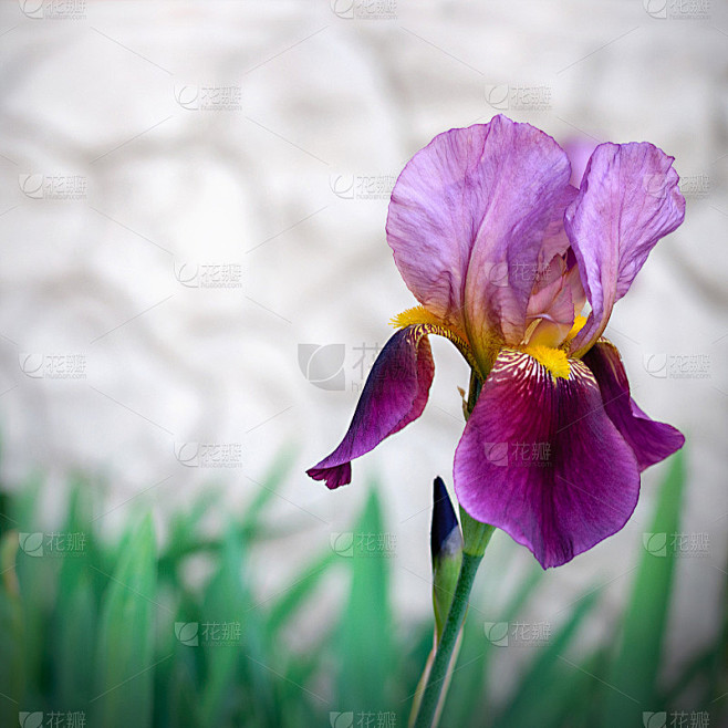 Iiris花