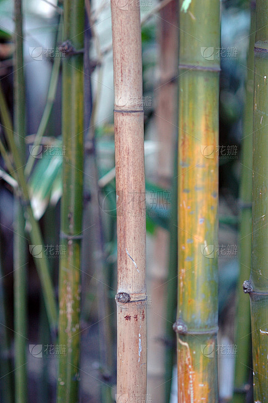 Bamboo [3]