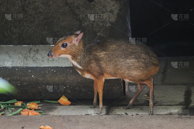 动物园里的一种鼠鹿或小鹿。