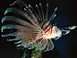 Cephalopod: planktonic octopus paralarva.-花瓣网