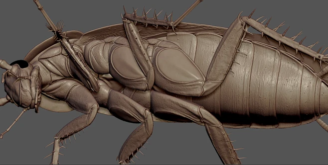 Cockroach-花瓣网