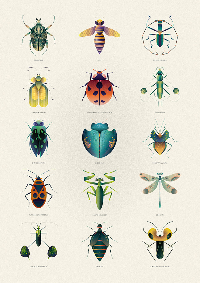 adobe illustrator animals beetle Bestiary bug ILLUSTRATION insect Insects vector vector art