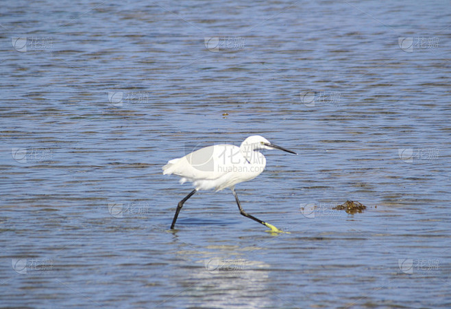 加泽特在平原上打猎，杰尔巴，Mednine，突尼斯，北非