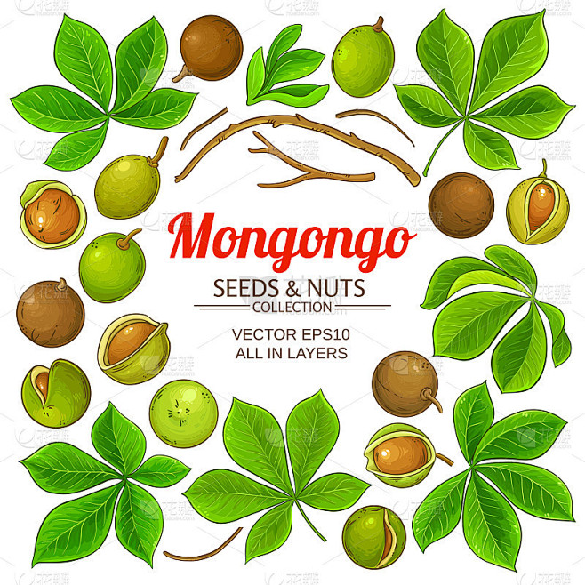 Mongongo元素向量设置在白色背景上