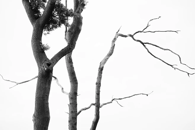 abstract minimal Minimalism baltic sea forest Nature gespensterwa (4)-花瓣网