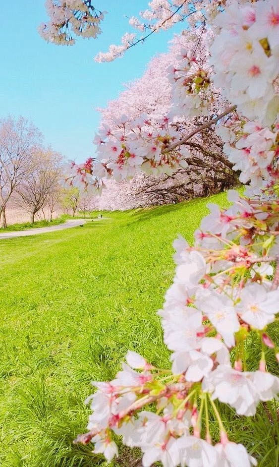 beautiful landscapes and flowers Bild