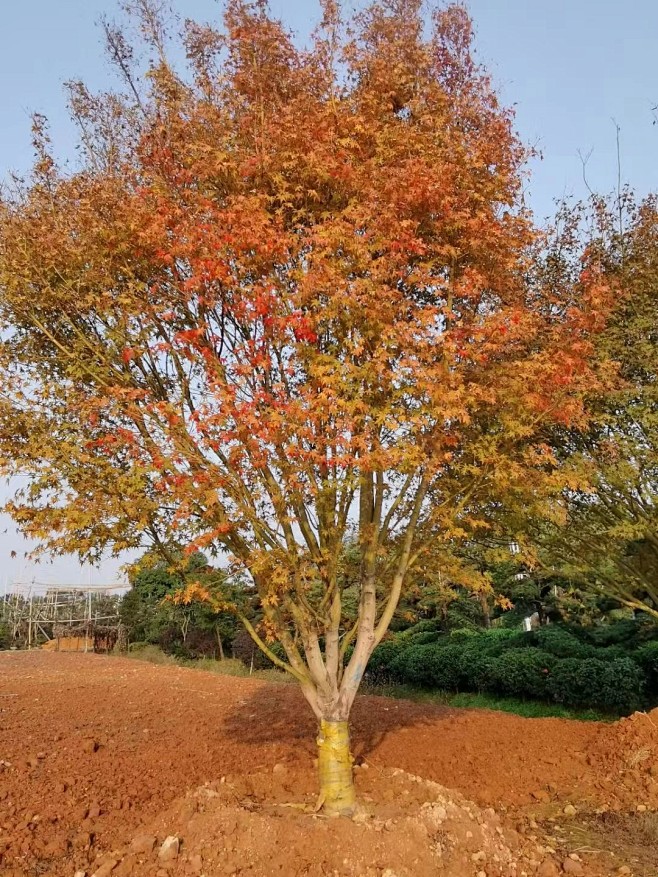 鸡爪槭、红枫 (4)