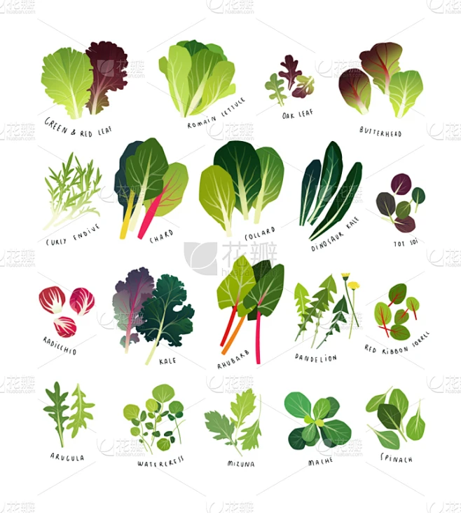 蔬菜,莴苣,鹭管鱼,多样,皱叶莴苣,菠菜,清新,食品,环境保护,红宝石牛皮菜素材-花瓣网