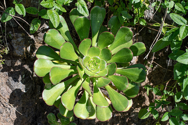 花Aeonium urbicum