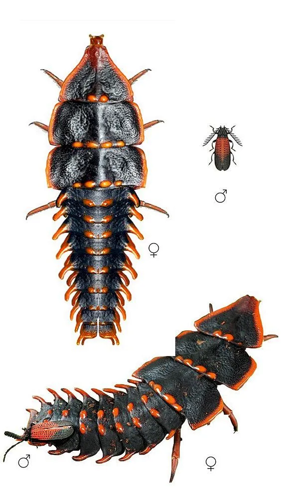 Trilobite Beetles-花瓣网