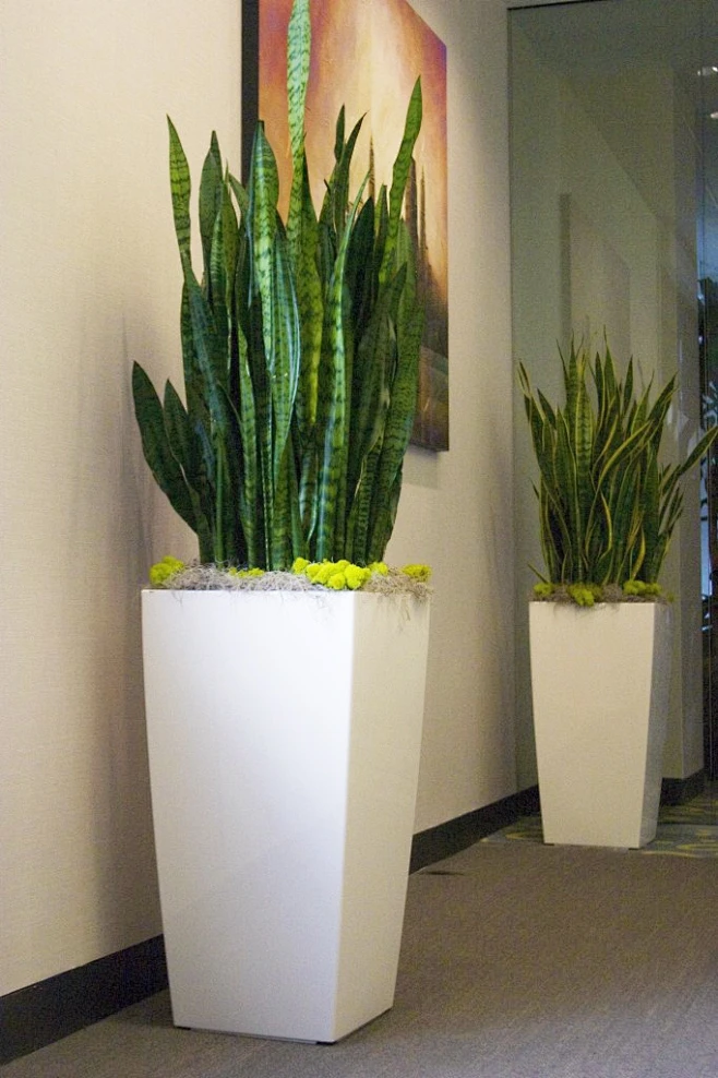 ...Lechuza Cubico planters.图片_植物——室内图片素材-花瓣网