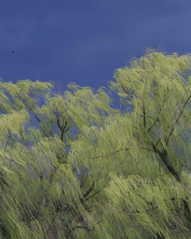 Green | Scott Kreider -花瓣网