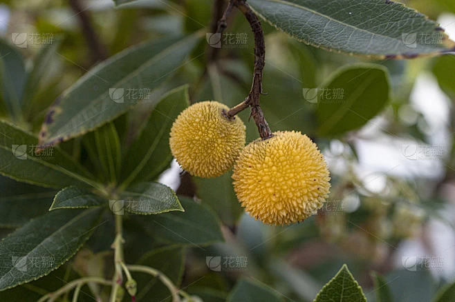 一棵果实累累的草莓树。树上的草莓树正在成熟素材-花瓣网