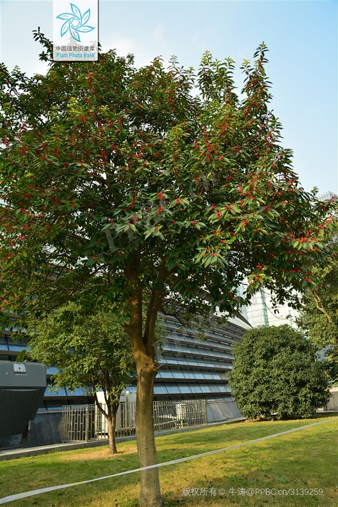 红果冬青 Ilex rubra S. Watson 中国植物图像库