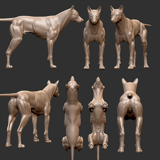 Wolf Anatomy Study WIP, , vrajaparra - CGSociety-花瓣网