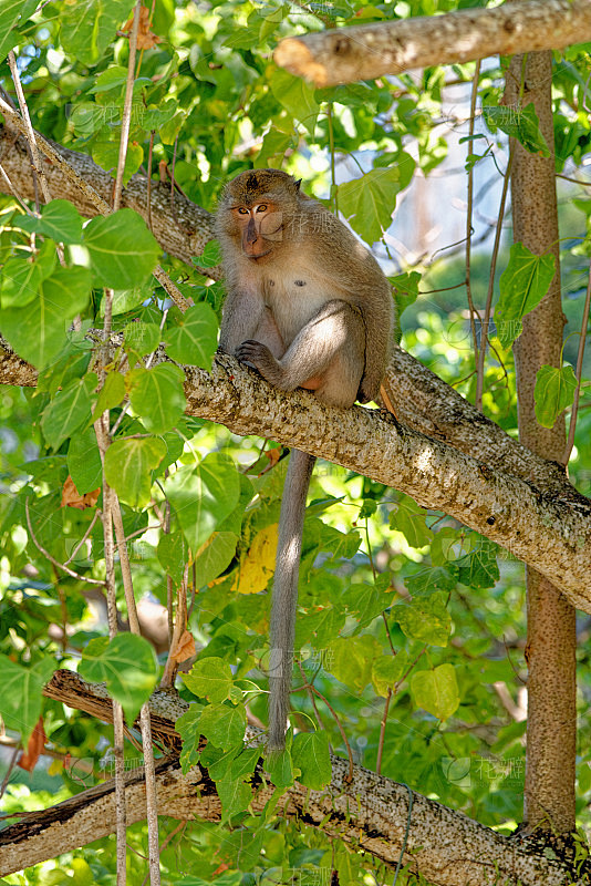 树上的猕猴-阿莱岛-泰国