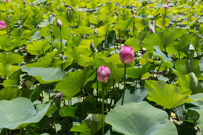 荷花,水平画幅,无人,湿,早晨,夏天,户外,草,特写图片_夏天图片图片素材-花瓣网