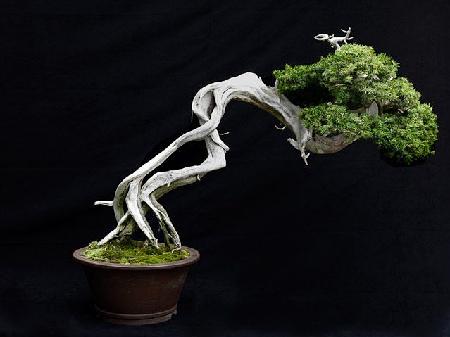 www.jonathan-singer-photography.com #bonsai #gardening
