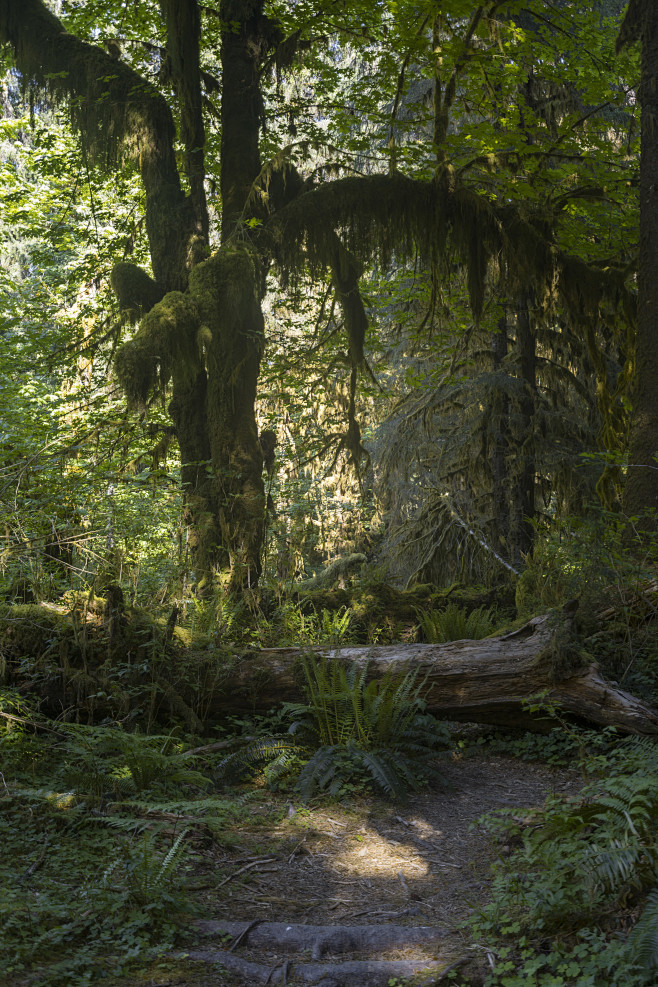 Ancient Forest (262)