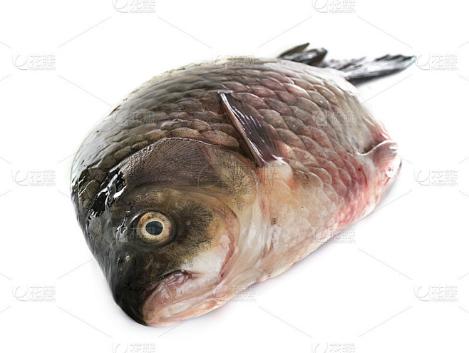 Cyprinus carpio