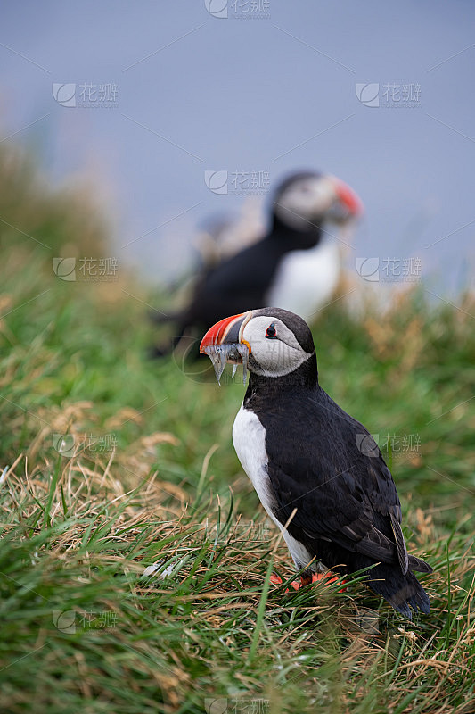Cute Atlantic Puffin with small fish in its beak