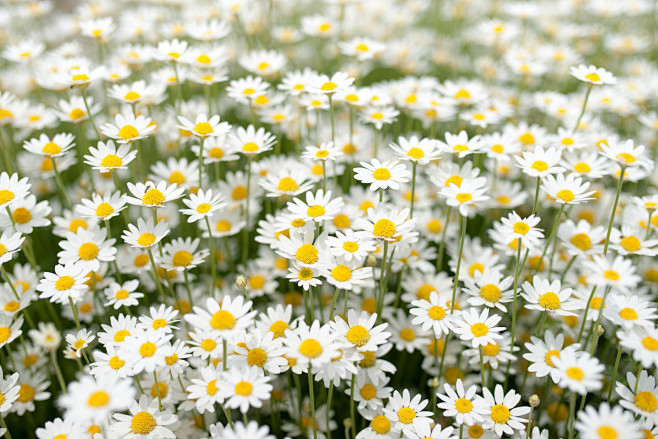 Flowers | Flickr - 相片分享！