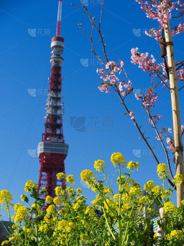 Tokyo,Japan February,15 2017：It is Tokyo Tower in Tokyo. Many flowers ...